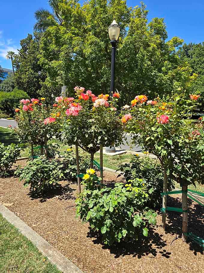 Standard roses trained into tree form create stunning focal points in this masterfully designed space.