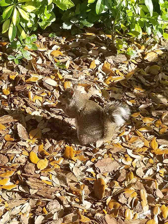 Local wildlife approves of this playground too, occasionally stopping by to inspect the facilities and judge the snacks.