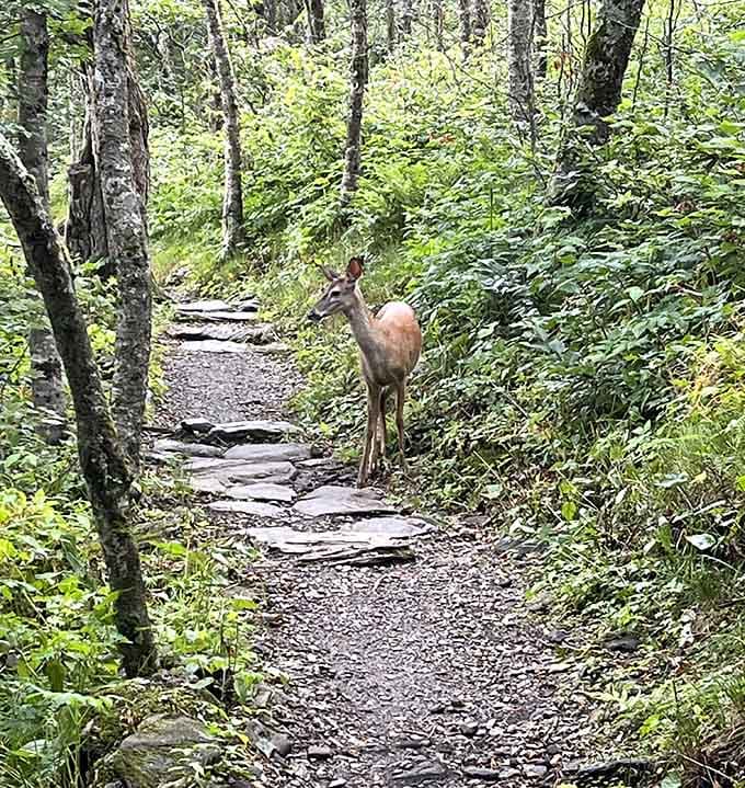 Wildlife encounters that remind you this is their home and you're just a lucky, respectful visitor passing through.