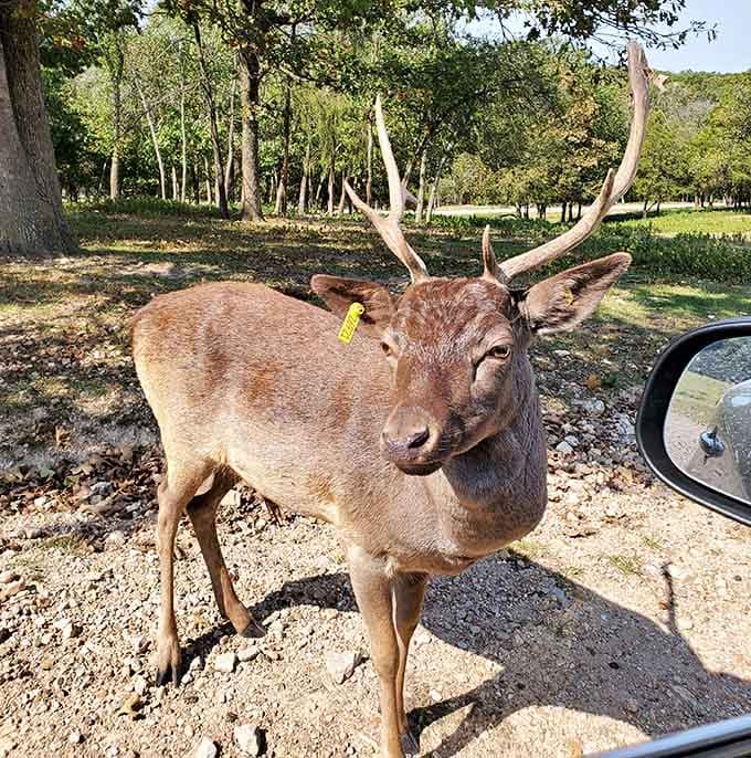 Got any snacks? This deer approaches your vehicle with the polite persistence of a teenager raiding the refrigerator after school.