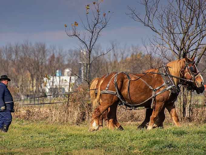 Draft horses working the fields remind you that some farming methods never needed improving in the first place.