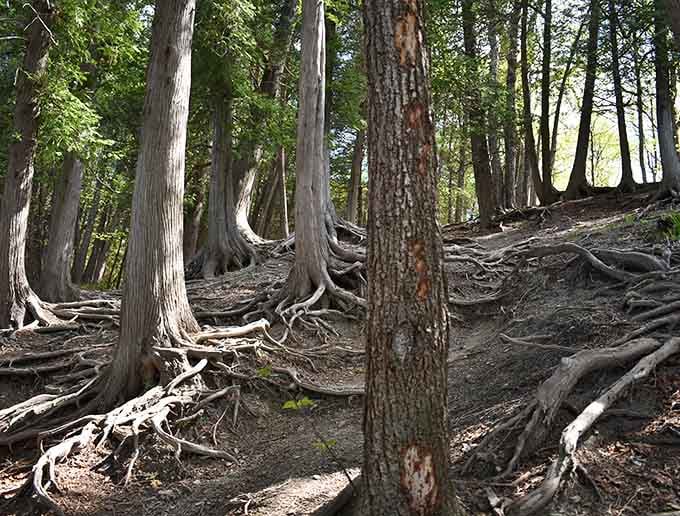 These massive roots have been gripping the earth longer than most of our family trees have existed, humbling really.