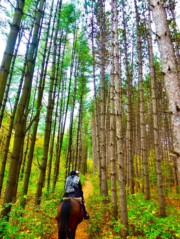 Tall pines creating nature's cathedral&mdash;the perfect place to contemplate life's big questions from the back of a horse.