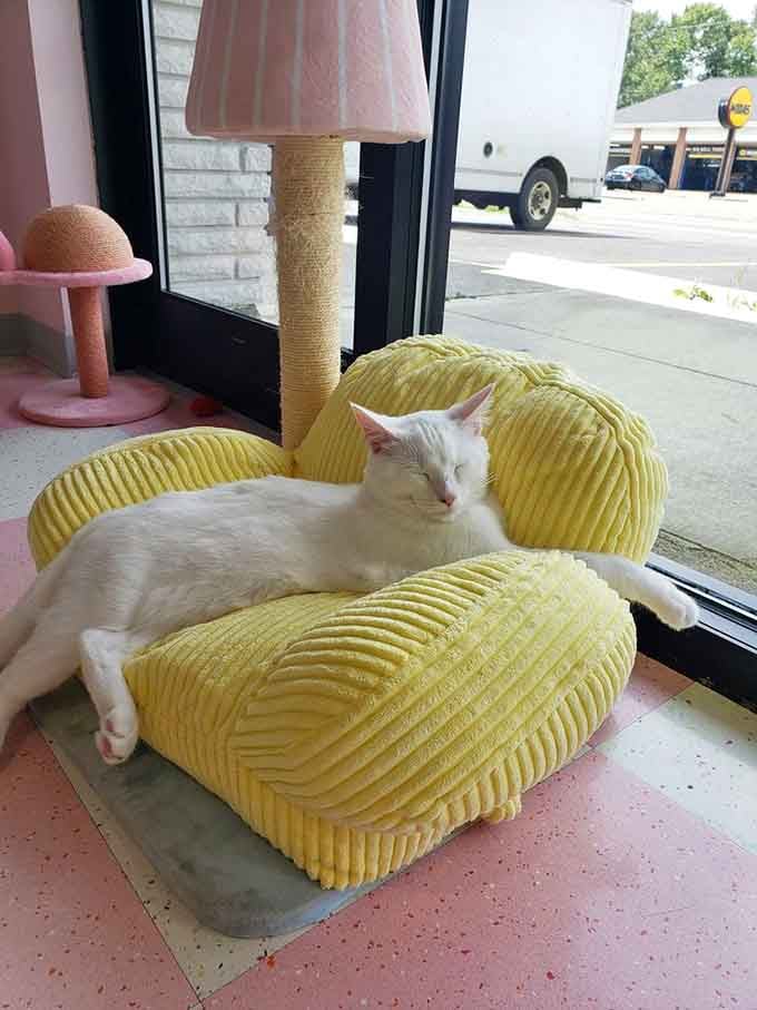 This white cat has claimed the sunny window spot, demonstrating the universal feline truth about prime napping locations.