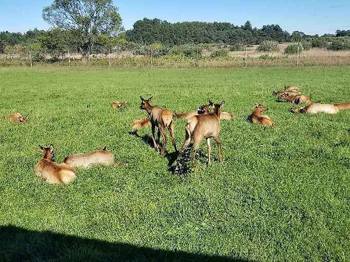 Local wildlife lounging in fields, living their best life and making you question your own career choices entirely.