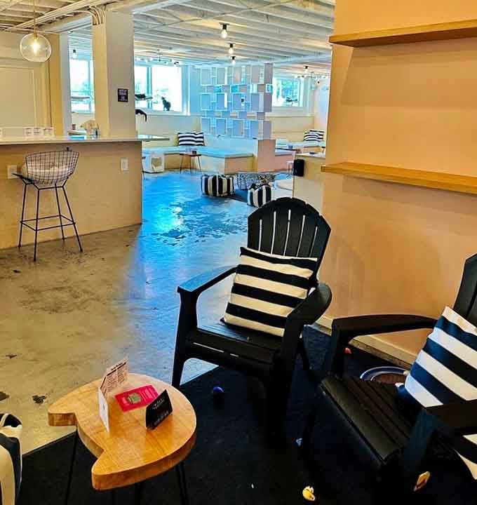 The view that greets you: clean lines, playful design, and cats living their absolute best lives.