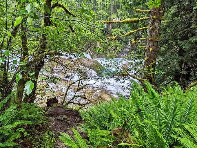 Sword ferns carpet the forest floor in prehistoric green, transporting visitors to an era when dinosaurs roamed and smartphones didn't exist.