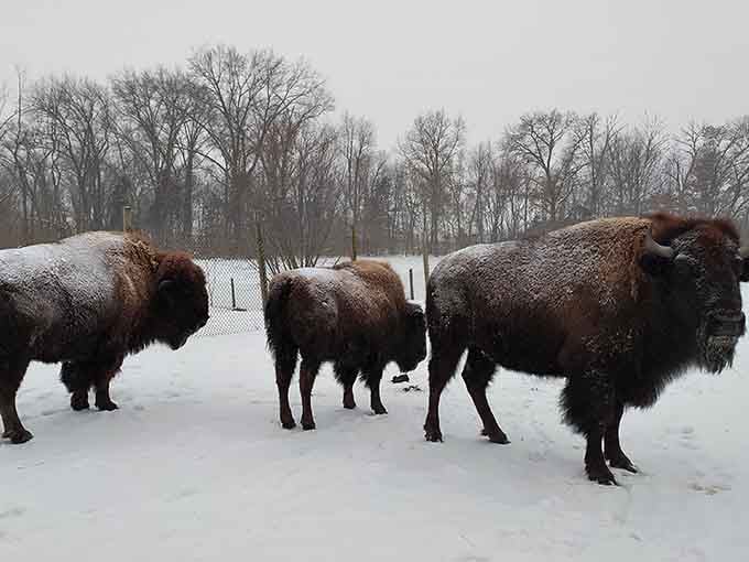 Buffalo roam through snowy fields at Buffalo Rock, bringing a touch of Wild West to the Illinois prairie.