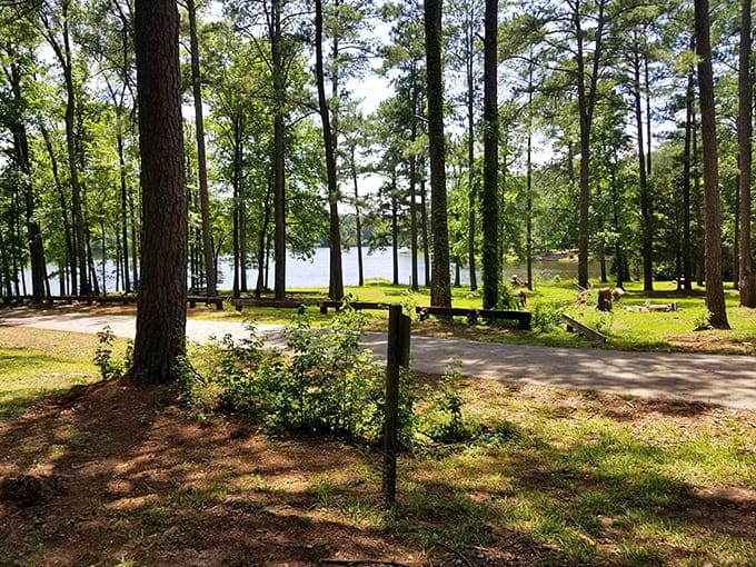 Lake Russell's tranquil waters peek through tall pines at Parsons Campground, offering a natural retreat just minutes from Abbeville's historic charm. Nature's perfect counterpoint to town exploration.