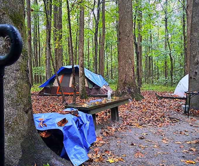 Camping here means trading your Netflix queue for nature's nightly frog concerts and waking to birdsong alarm clocks instead.