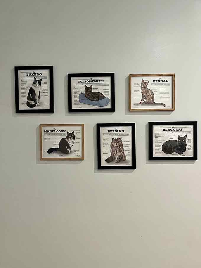 Educational cat breed posters line the walls, turning your visit into an unexpectedly informative feline appreciation course.