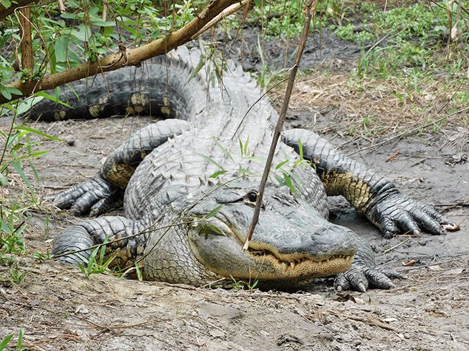 Wildlife encounters are part of Central Florida living. This sunbathing alligator reminds you that Florida's natural residents were here first.