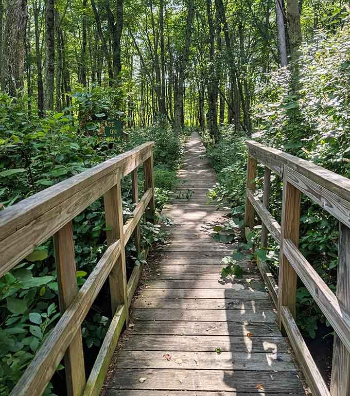 This wooden boardwalk invites you to leave the modern world behind and step into a green cathedral of towering trees.