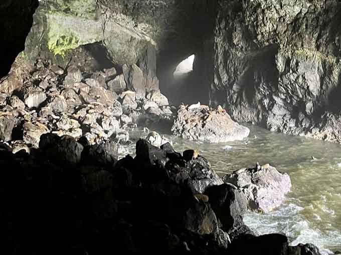 Inside the cave, sea lions lounge on rocks like they're at an exclusive resort they'll never leave.