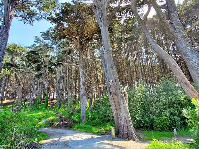 Twisted trunks and vibrant undergrowth line the path where coastal fog meets sunshine in nature's most photogenic collaboration.