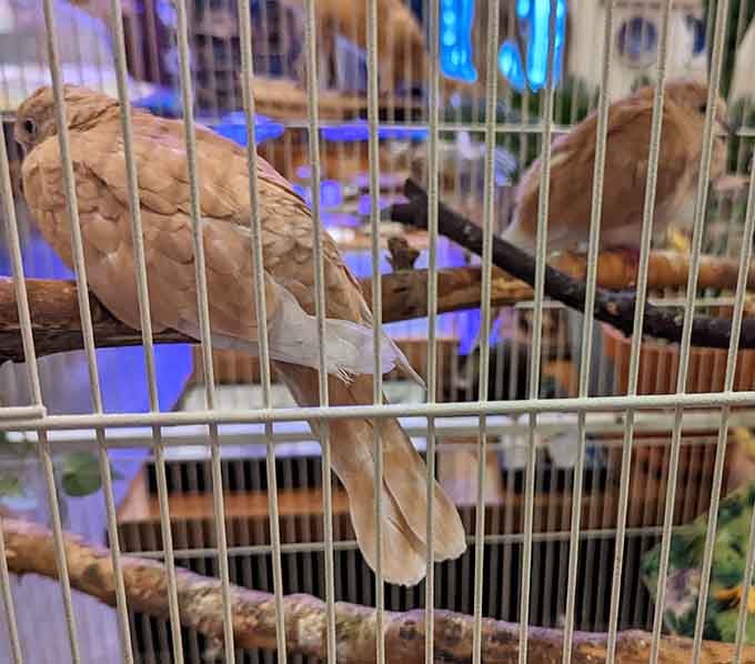 Doves provide a gentle contrast to the creepy crawlies, reminding us that The Insect Asylum celebrates all creatures great and small.