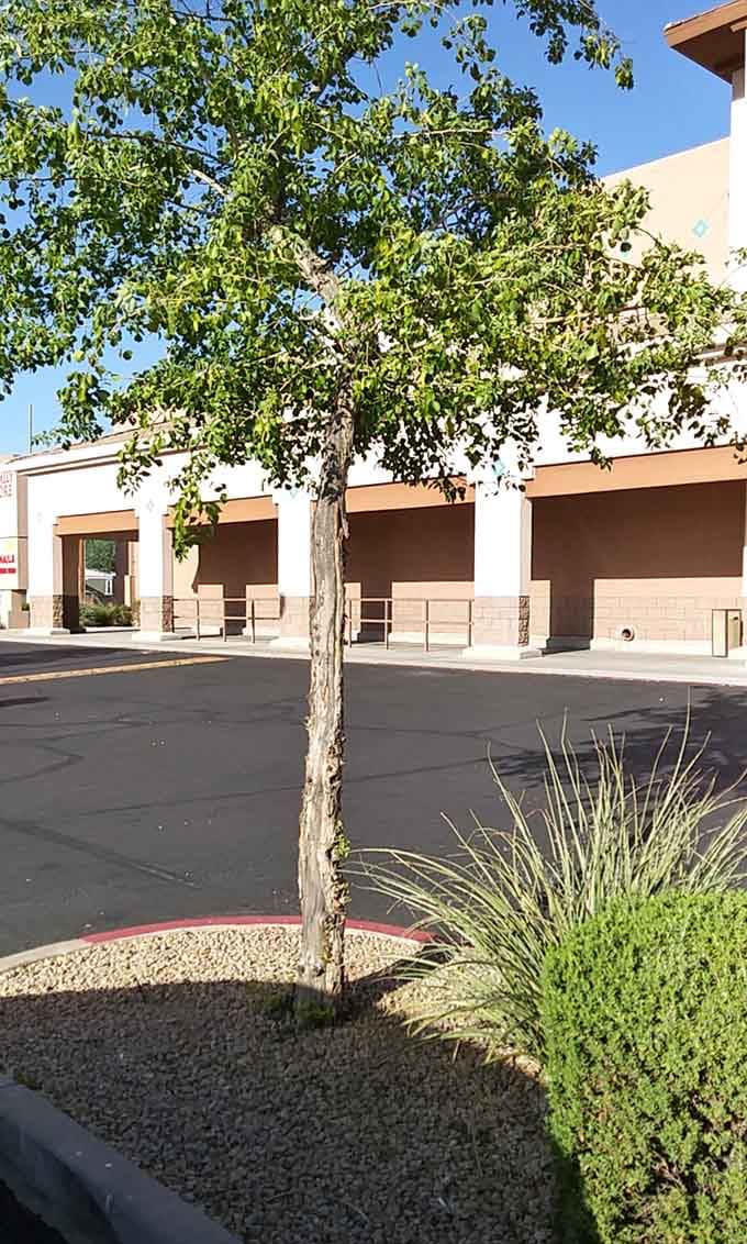 Even the landscaping outside looks inviting, like the store is saying "come on in, your budget will thank you."