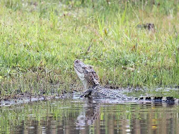 Even the local gators appreciate a good lakeside view, though they're less chatty about it than most.