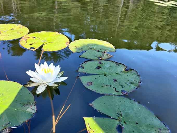 Water lilies that look like they were painted by Monet himself&mdash;nature's reminder that it was creating masterpieces long before humans.