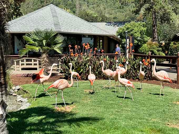 Flamingos standing in formation look like they're planning something, probably a synchronized swimming routine or world domination.