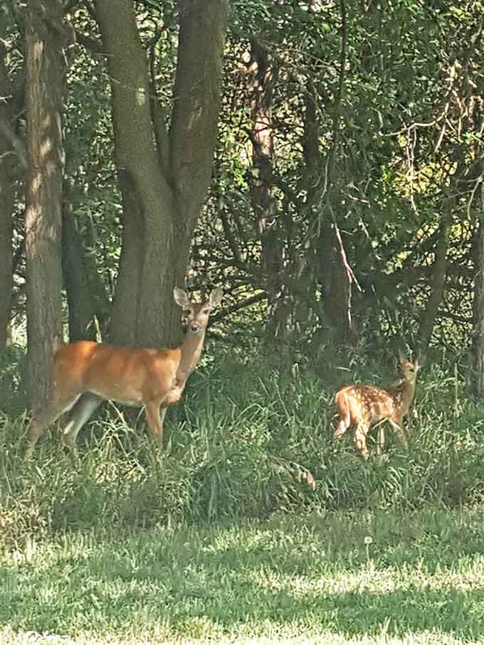 Wildlife encounters happen when you least expect them&mdash;like this deer family outing that's essentially the woodland version of your Sunday stroll.