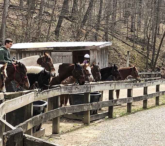 Horsing around, literally! These magnificent creatures offer a four-legged tour through terrain that would make any hiker neigh with envy.