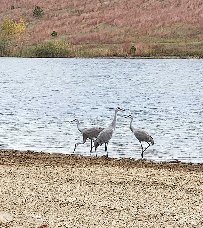 Sandhill cranes holding their lakeside meeting. "The water levels are acceptable, but we need to discuss these beach conditions immediately."