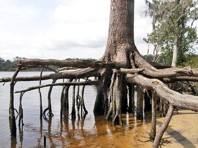 These cypress roots look like nature's own sculpture garden, twisting through tea-colored water like ancient dancers frozen mid-step.
