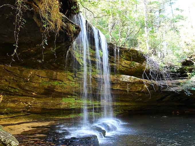 Sunlight filters through the canopy, illuminating delicate streams cascading over honey-colored limestone like nature's own beaded curtain.