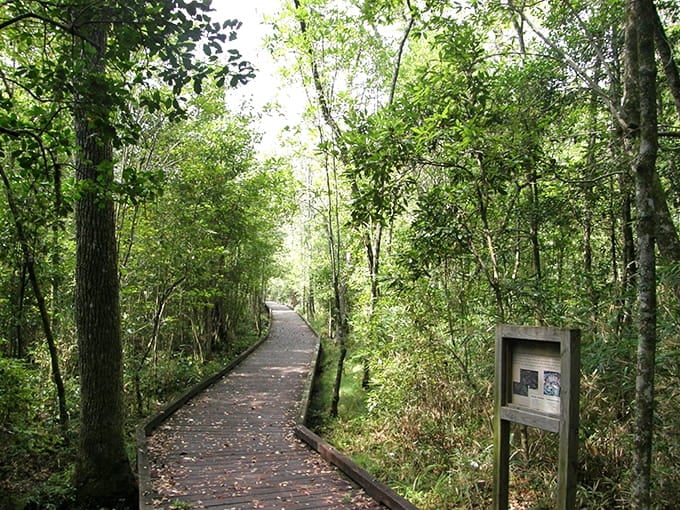 A boardwalk winds through green tunnels where Spanish moss whispers secrets and the air smells like earth and possibility.