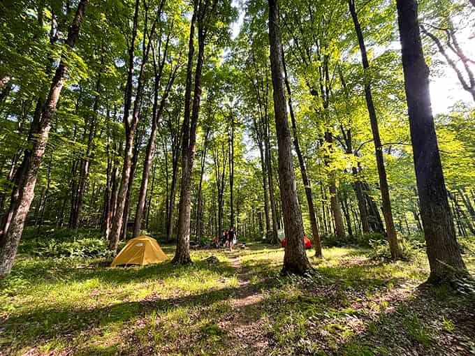 Cathedral-like trees tower overhead while golden sunlight filters through, creating nature's own stained glass windows for campers.