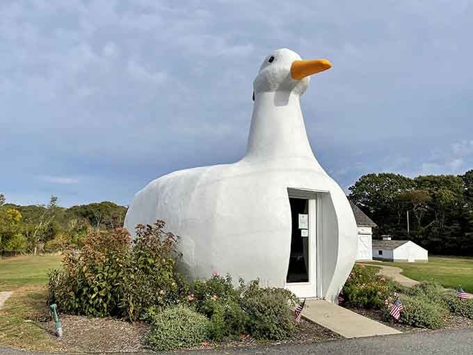 That orange beak and white belly make this architectural wonder impossible to miss from the highway.