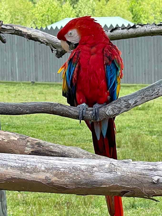 This scarlet macaw is serving serious tropical vibes, proving Alabama's got more color than a Technicolor dream.