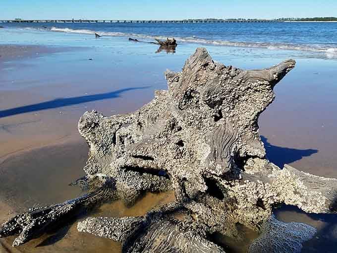 When driftwood gets barnacle bling, it's like the ocean's version of bedazzling gone beautifully wild.