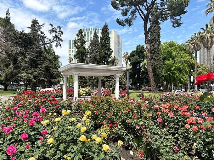A classic white gazebo surrounded by roses, basically begging someone to get married here immediately.