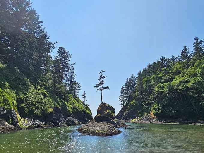 When a single windswept tree claims a rock throne in the middle of a cove, you know it's earned bragging rights.