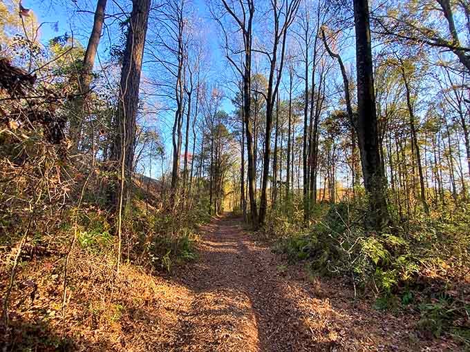 A peaceful forest path that promises serenity, right before things get wonderfully weird and unforgettable.