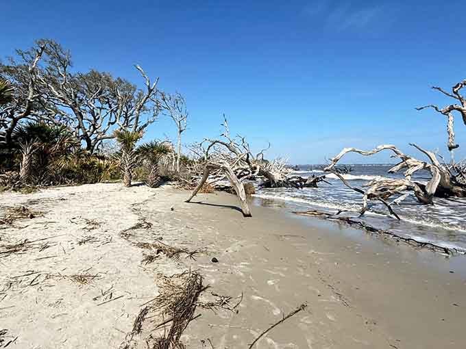 The contrast between living palmettos and silvered driftwood tells Georgia's coastal story better than any history book ever could.