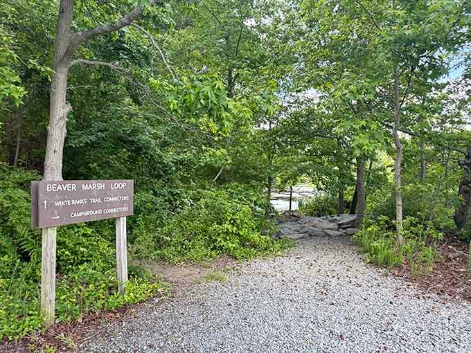 The Beaver Marsh Loop beckons adventurers into nature's quiet cathedral, where wildlife outnumbers your daily worries.