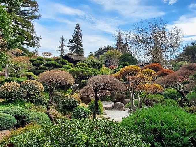 These sculpted trees look like they've been practicing yoga for decades and finally nailed the perfect pose.