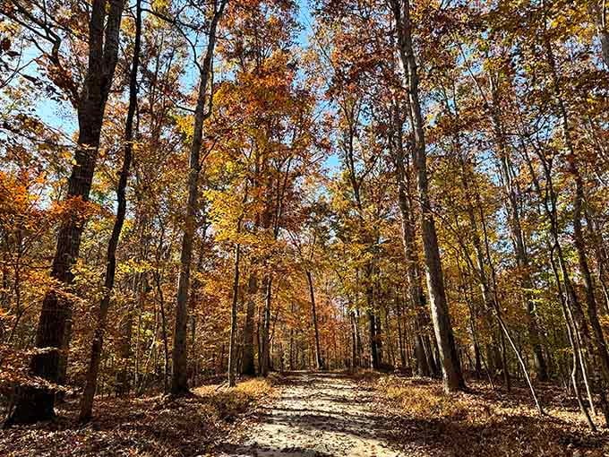 Fall foliage that makes you understand why people write poetry about trees turning colors every year.