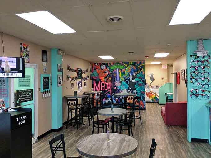 The vibrant interior practically screams "come in and stay awhile," with colorful murals that make you smile before you've even met a single cat.