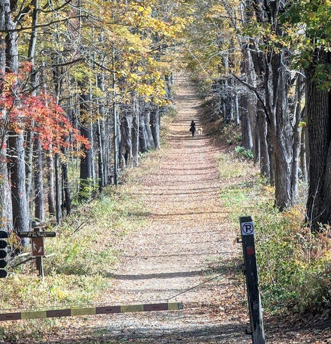 Tree-lined paths in autumn create cathedral-like corridors where the only required admission is showing up and looking skyward.