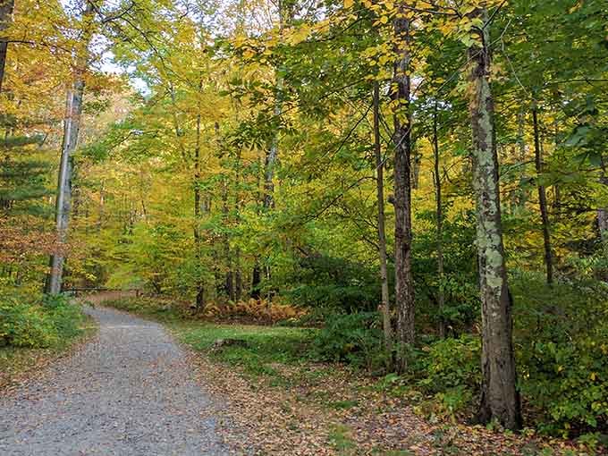 Fall foliage transforms this trail into nature's own cathedral, complete with a golden ceiling overhead.