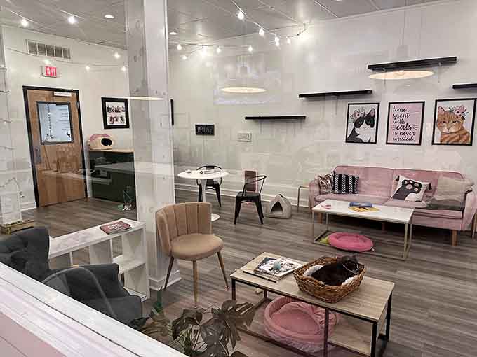 Clean lines, cozy seating, and strategic cat perches create the perfect balance between human comfort and feline paradise.