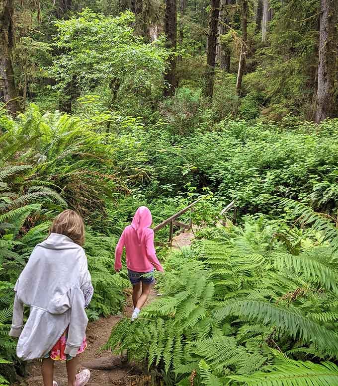 Ferns taller than your kids? Welcome to where nature decided to go absolutely wild with the greenery budget.