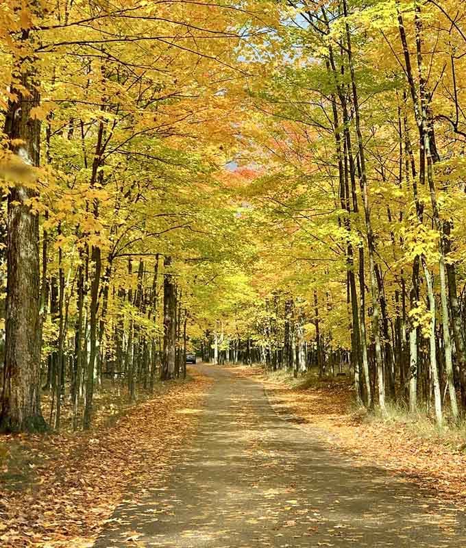 Golden tunnels of autumn foliage create a natural cathedral that'll make your Instagram followers weep with envy.