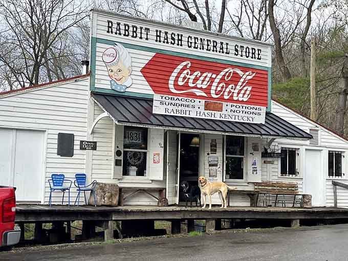 When even the local dogs know this is the place to be, you're definitely onto something special.