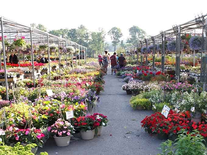 Walking through this floral wonderland feels like stepping into a gardener's fever dream, minus the questionable plant-talking habit.