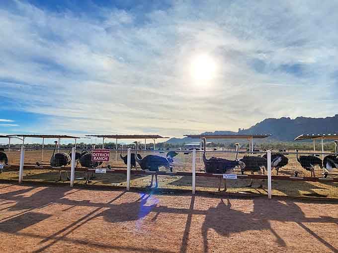 Desert mornings at the ranch, where prehistoric-looking birds casually hang out like they're waiting for coffee service.